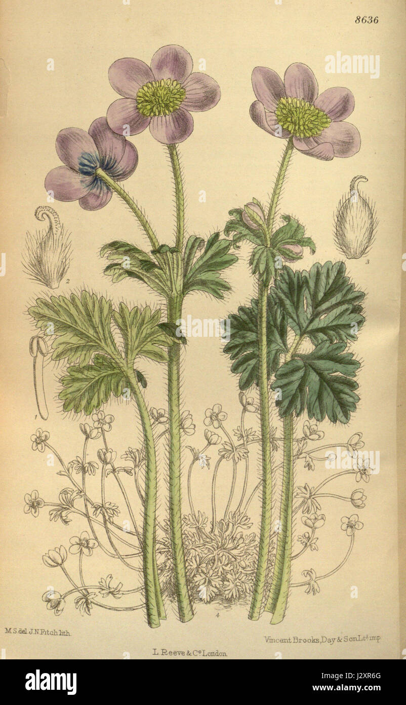 Temperate zone species hi-res stock photography and images - Alamy