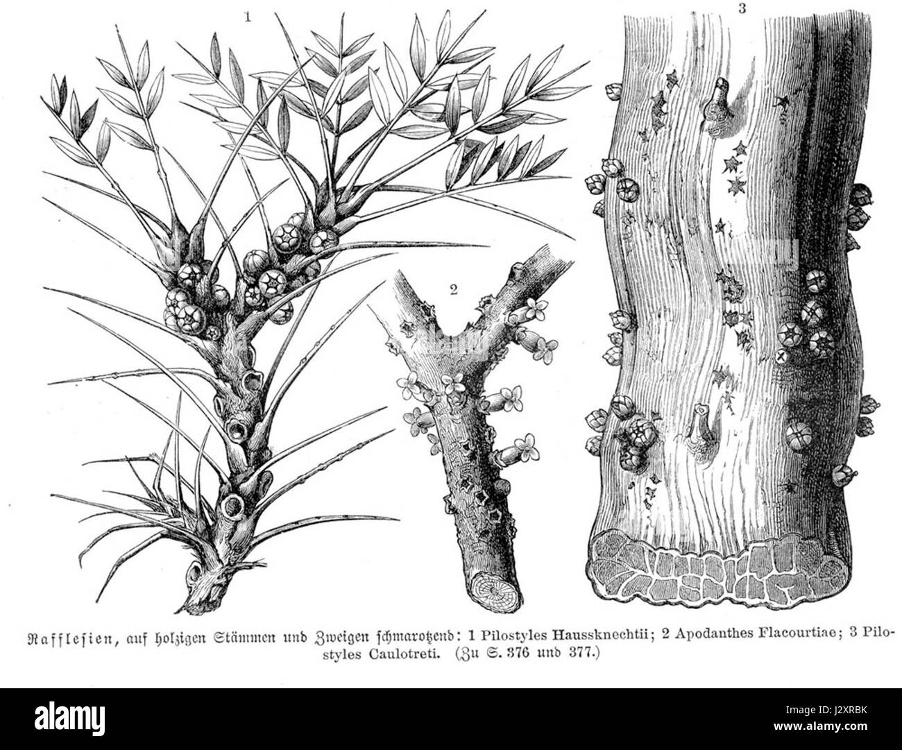 Apodanthaceae hi-res stock photography and images - Alamy