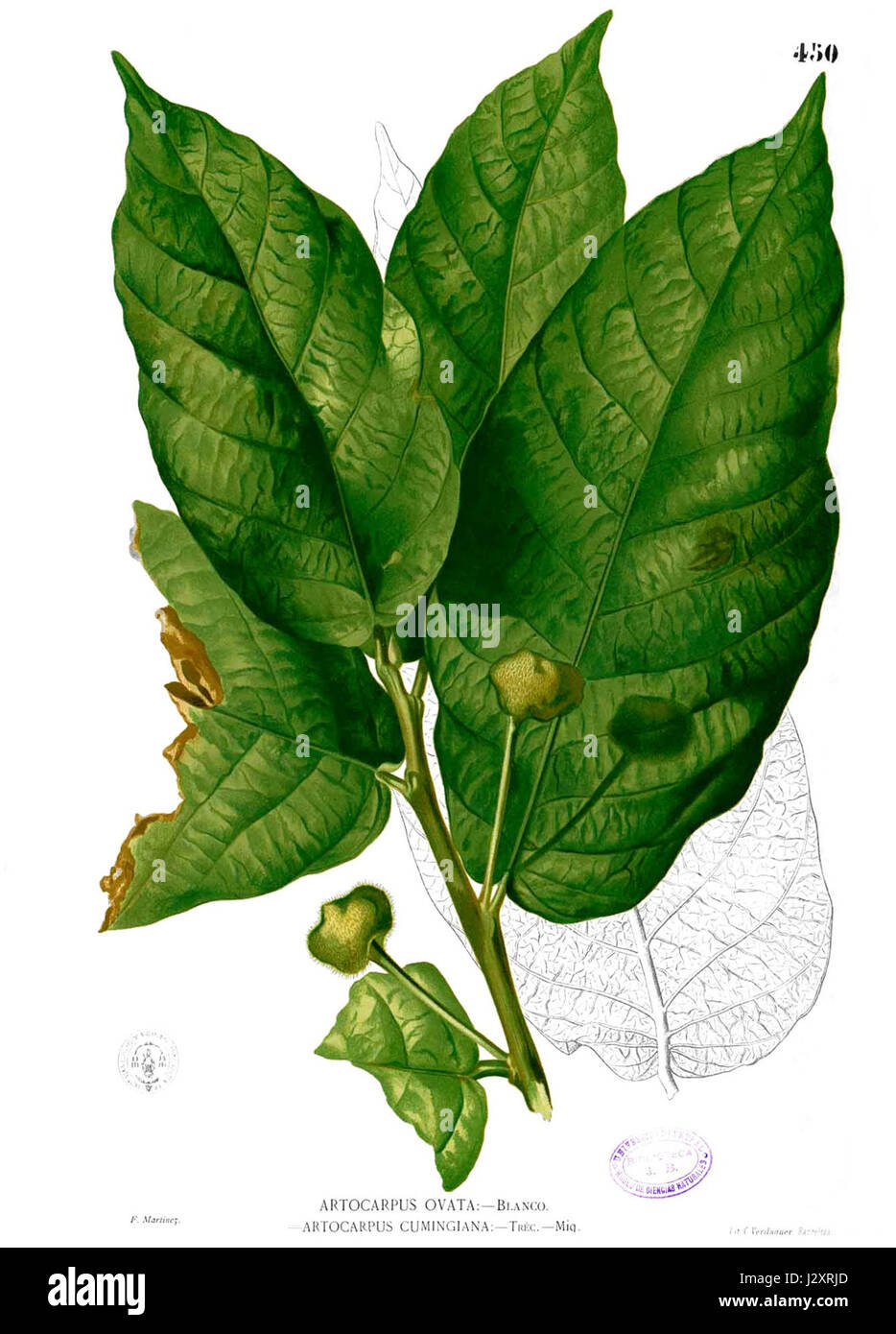 From the family moraceae hi-res stock photography and images - Alamy