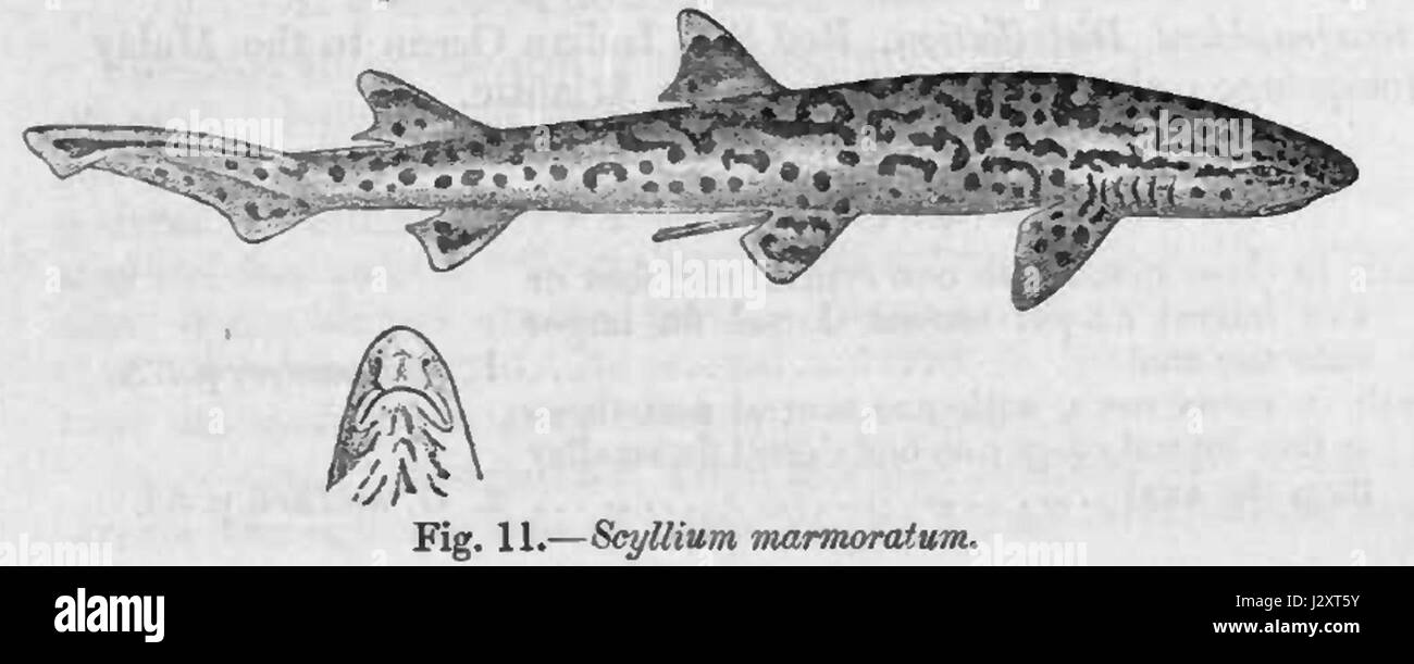 Atelomycterus marmoratus, also known as the marbled catfish, is a ...