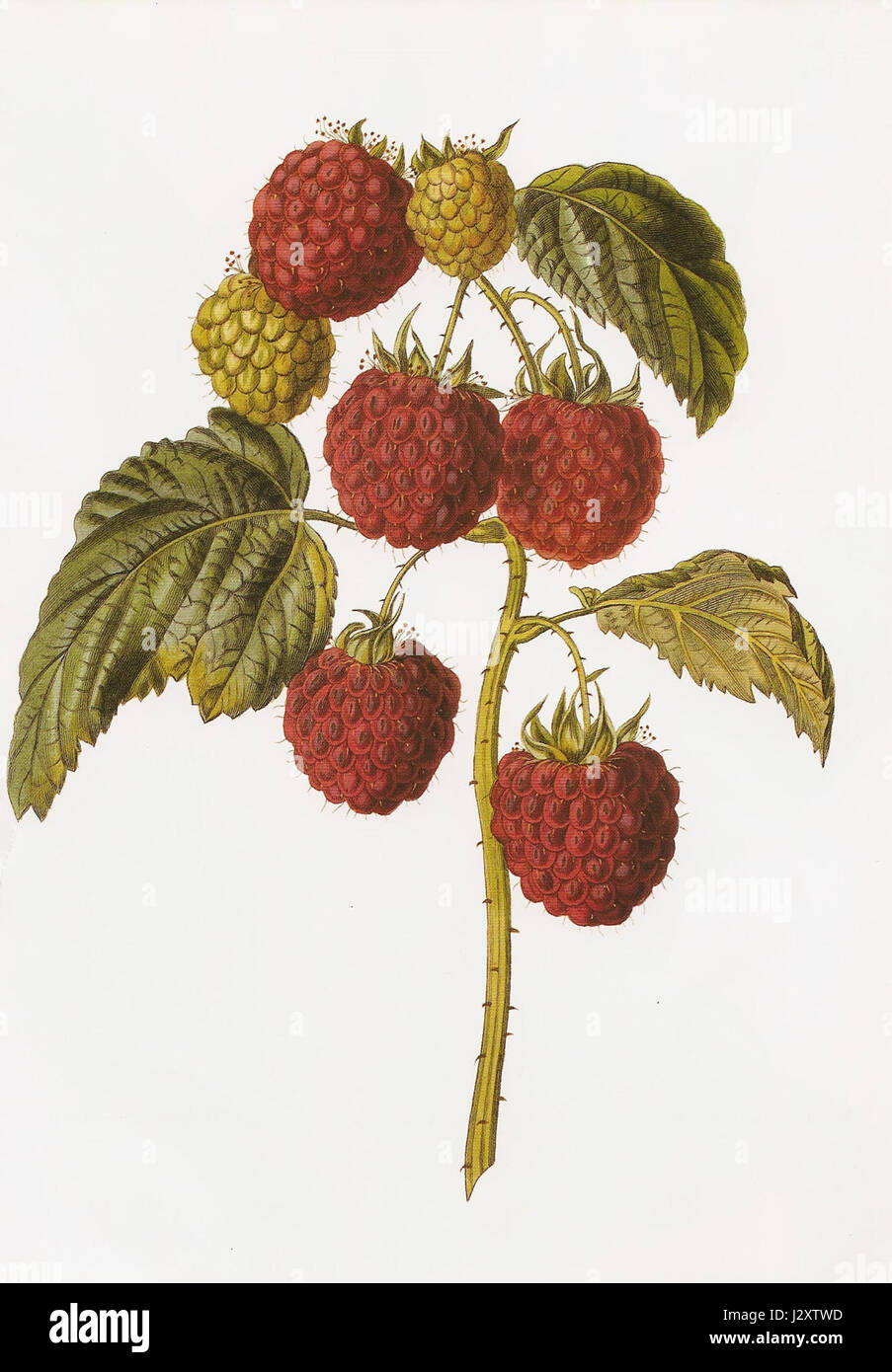 Barnet raspberry RHS Stock Photo - Alamy