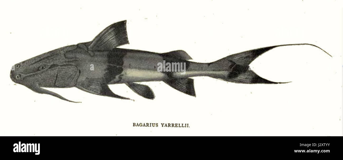 An image of Bagarius yarrellii, commonly known as the giant devil ...