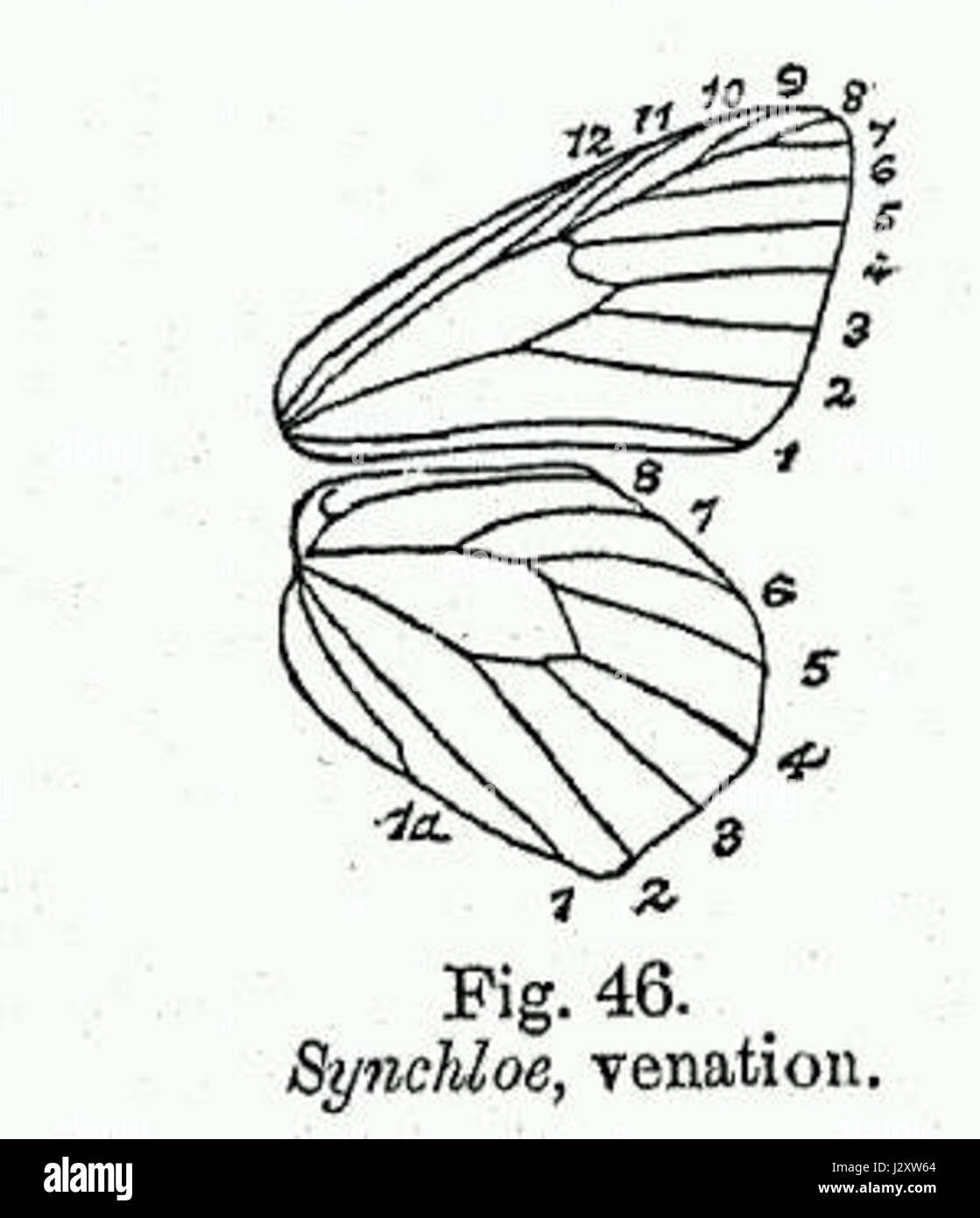 BH051 Synchloe venation refers to a specific species of moth known for ...