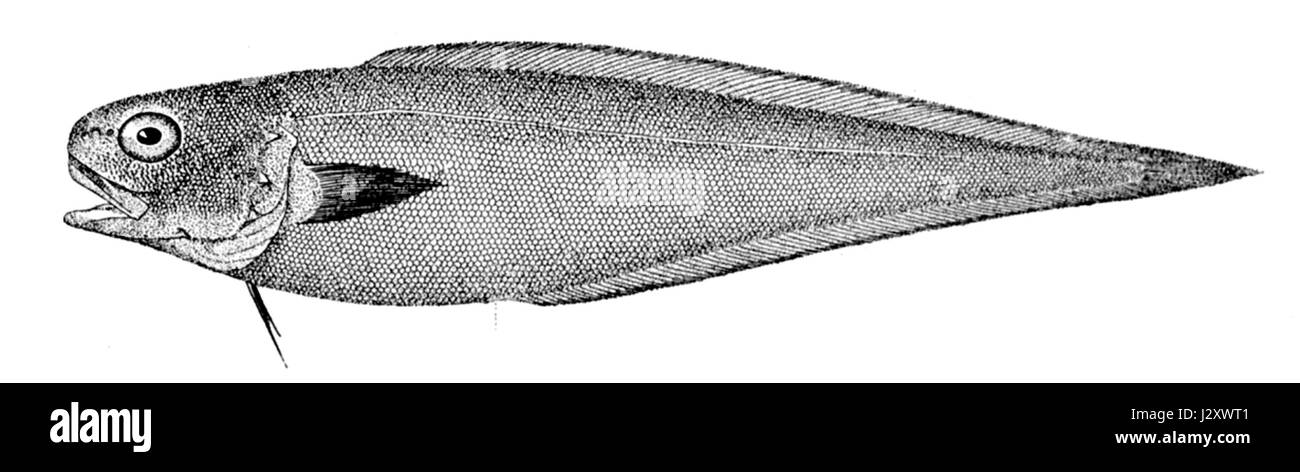 Deep sea food Black and White Stock Photos & Images - Alamy