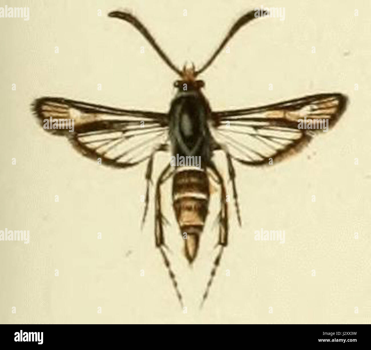 Bembecia High Resolution Stock Photography and Images - Alamy