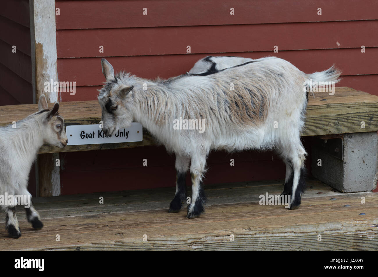 Goats at the farm Stock Photo - Alamy