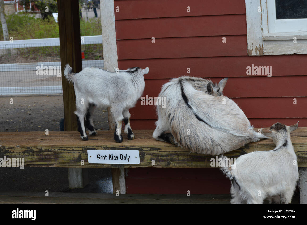 Goats at the farm Stock Photo - Alamy
