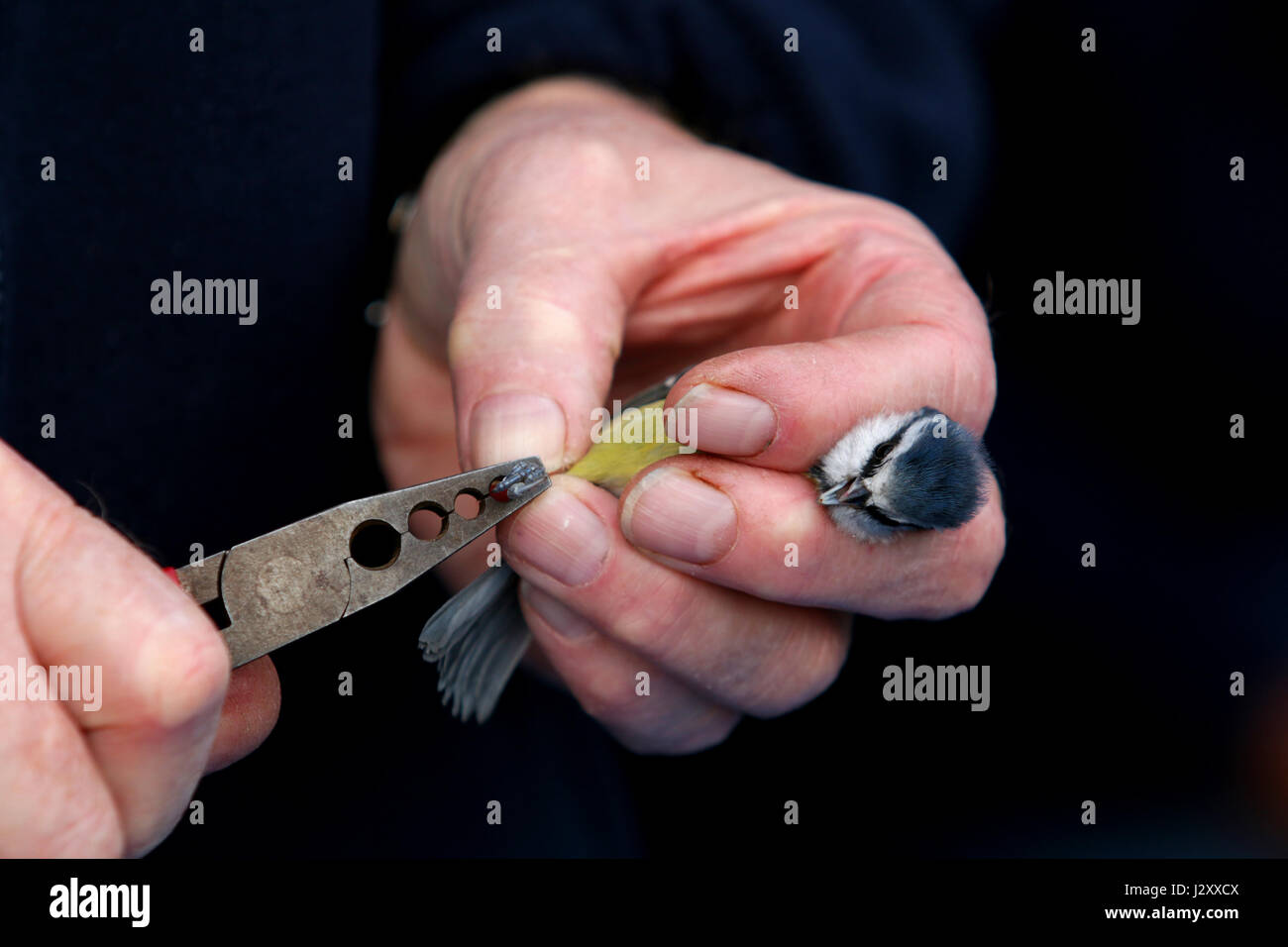 Bird ringer ringing a blue tit Stock Photo - Alamy
