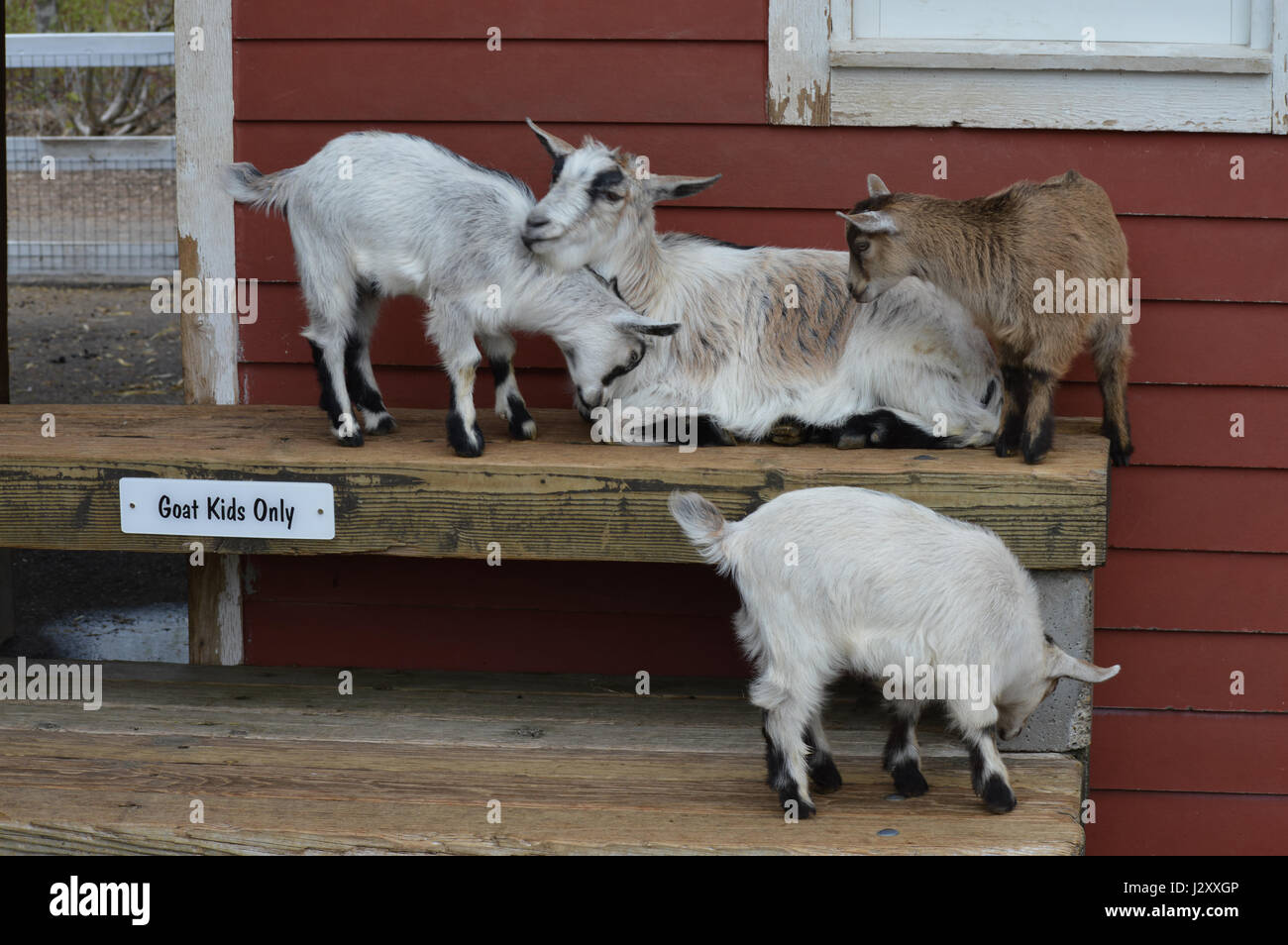 Goats at the farm Stock Photo - Alamy