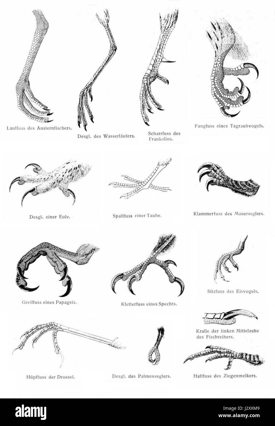 Birds functional anatomy Cut Out Stock Images & Pictures - Alamy