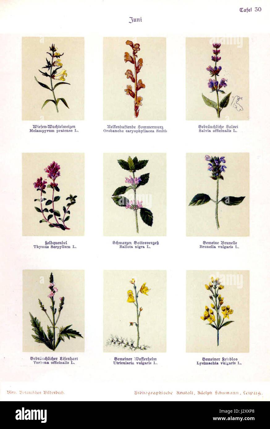 *Botanisches Bilderbuch 30* by Bley is a botanical picture book that ...