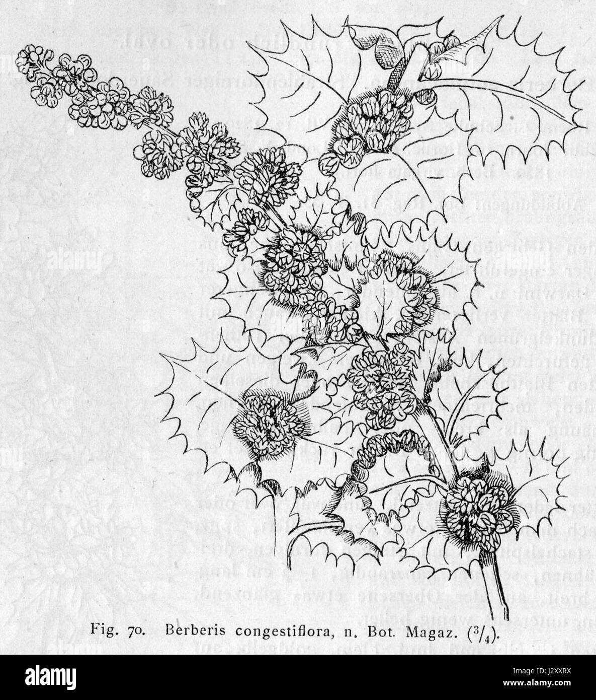 This drawing depicts Berberis actinacantha, a species of barberry ...