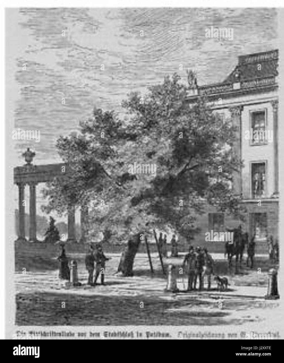 The Bittschriftenlinde (Pleadings Linden Tree) is a historic tree ...