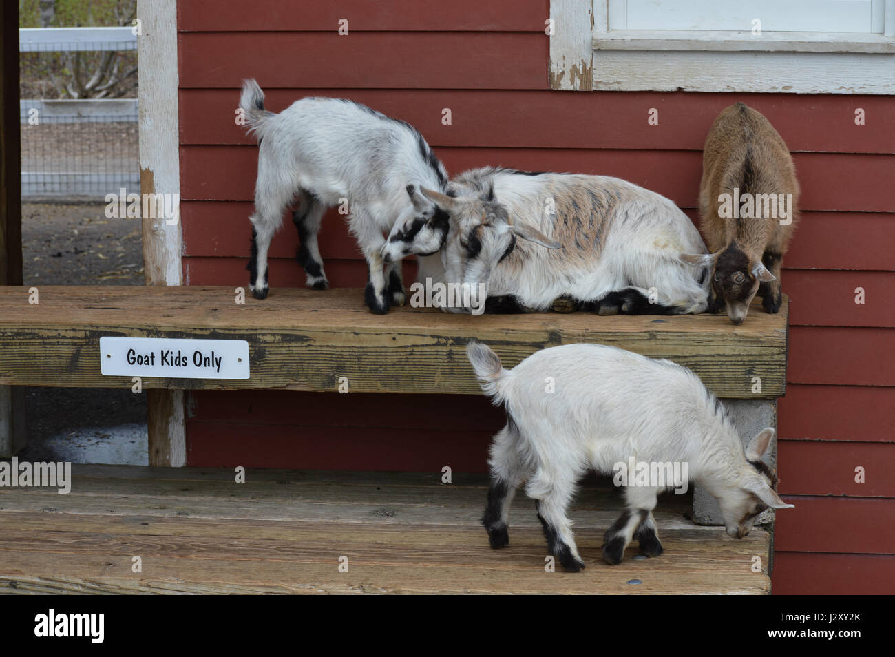 Goats at the farm Stock Photo - Alamy