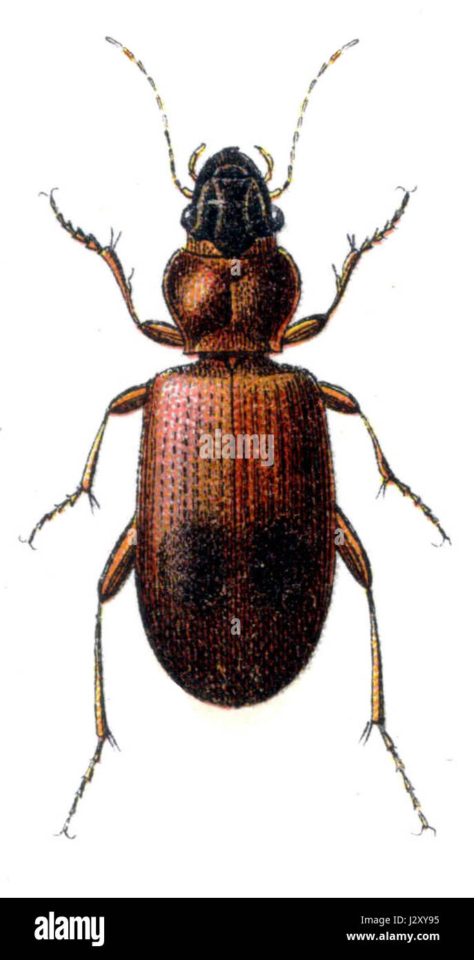 Blemus discus, identified by Reitter, is a species of beetle in the ...