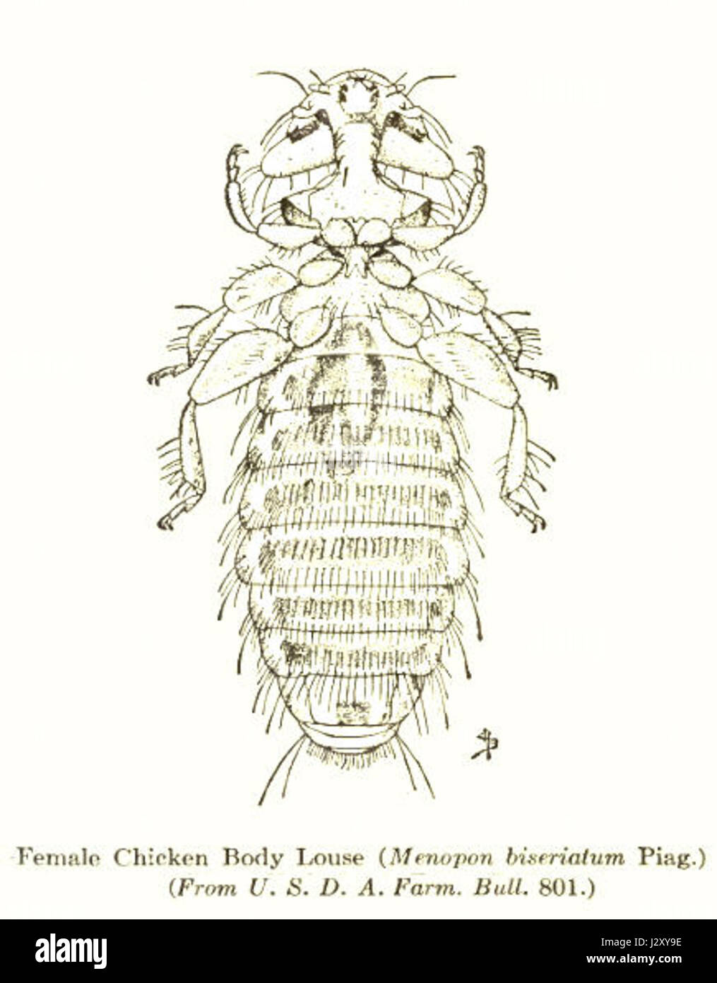 Ecological health bird Cut Out Stock Images & Pictures - Alamy