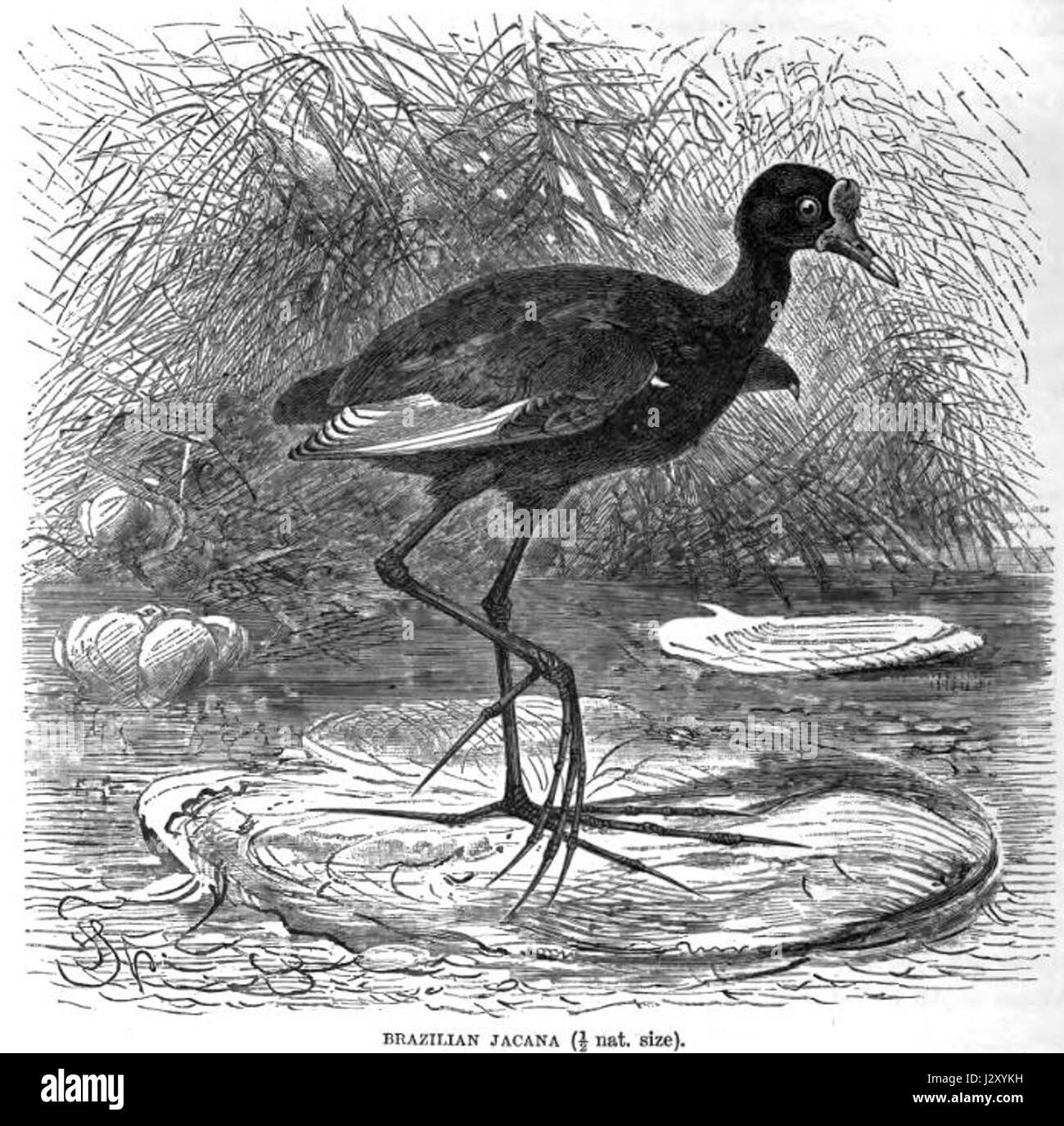 Brazilian Jacana bird Stock Photo - Alamy