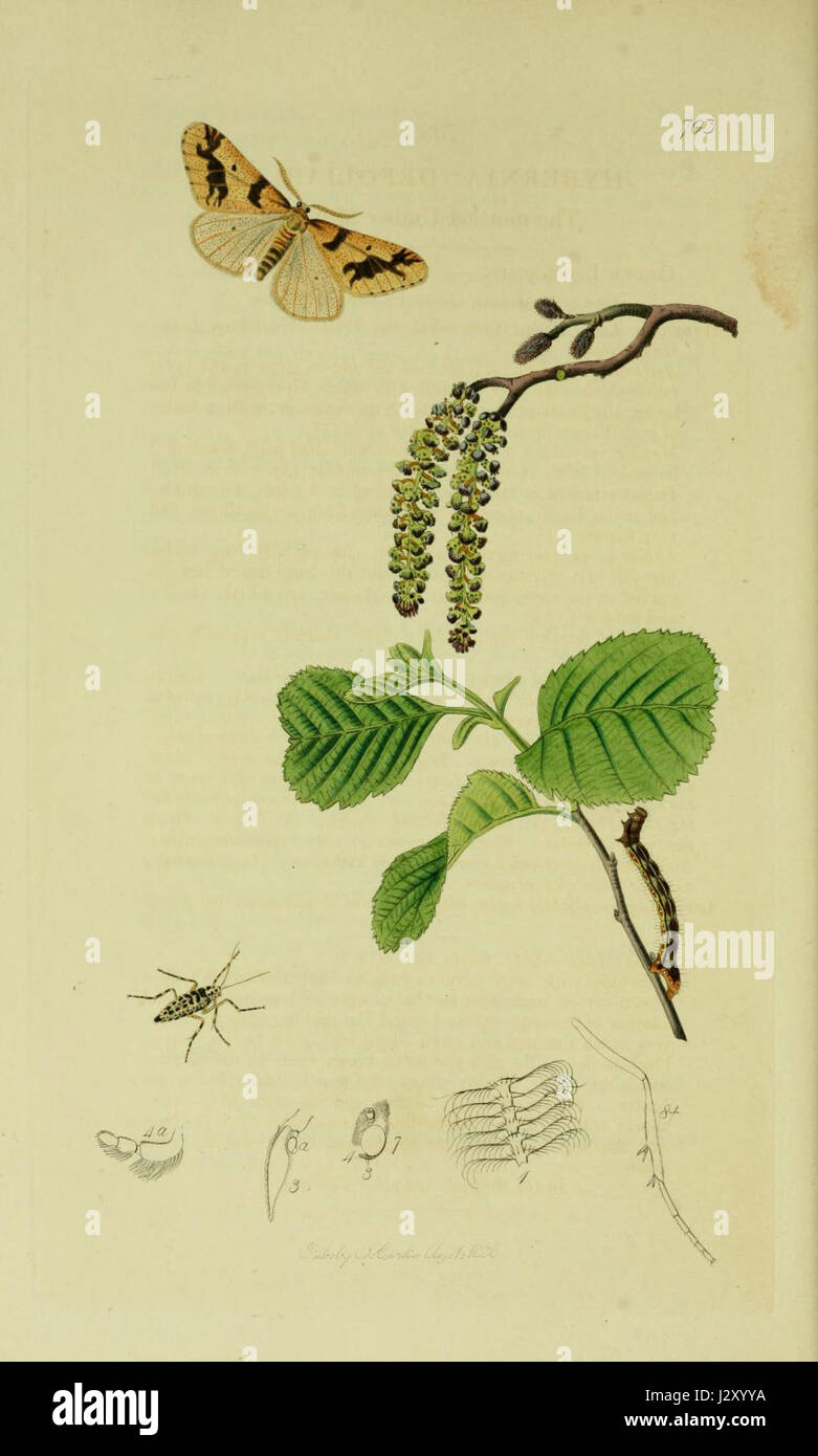 Plate 703 of 'British Entomology Volume 6' showcases various species of ...