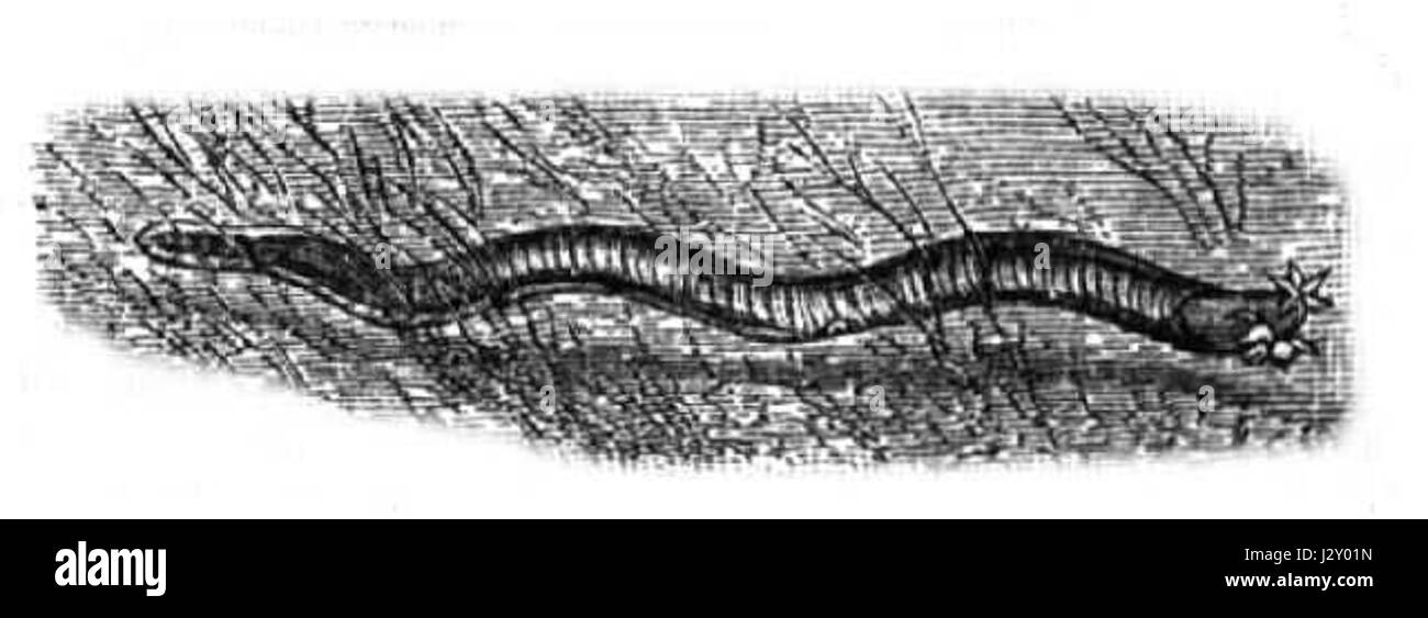 Schleimaal Cut Out Stock Images & Pictures - Alamy