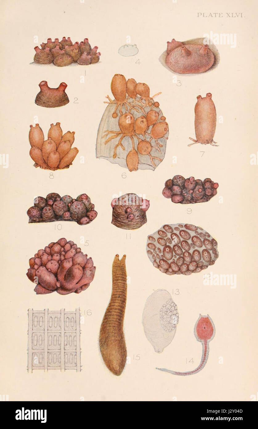 This plate from a scientific publication depicts species of Tunicata, a ...