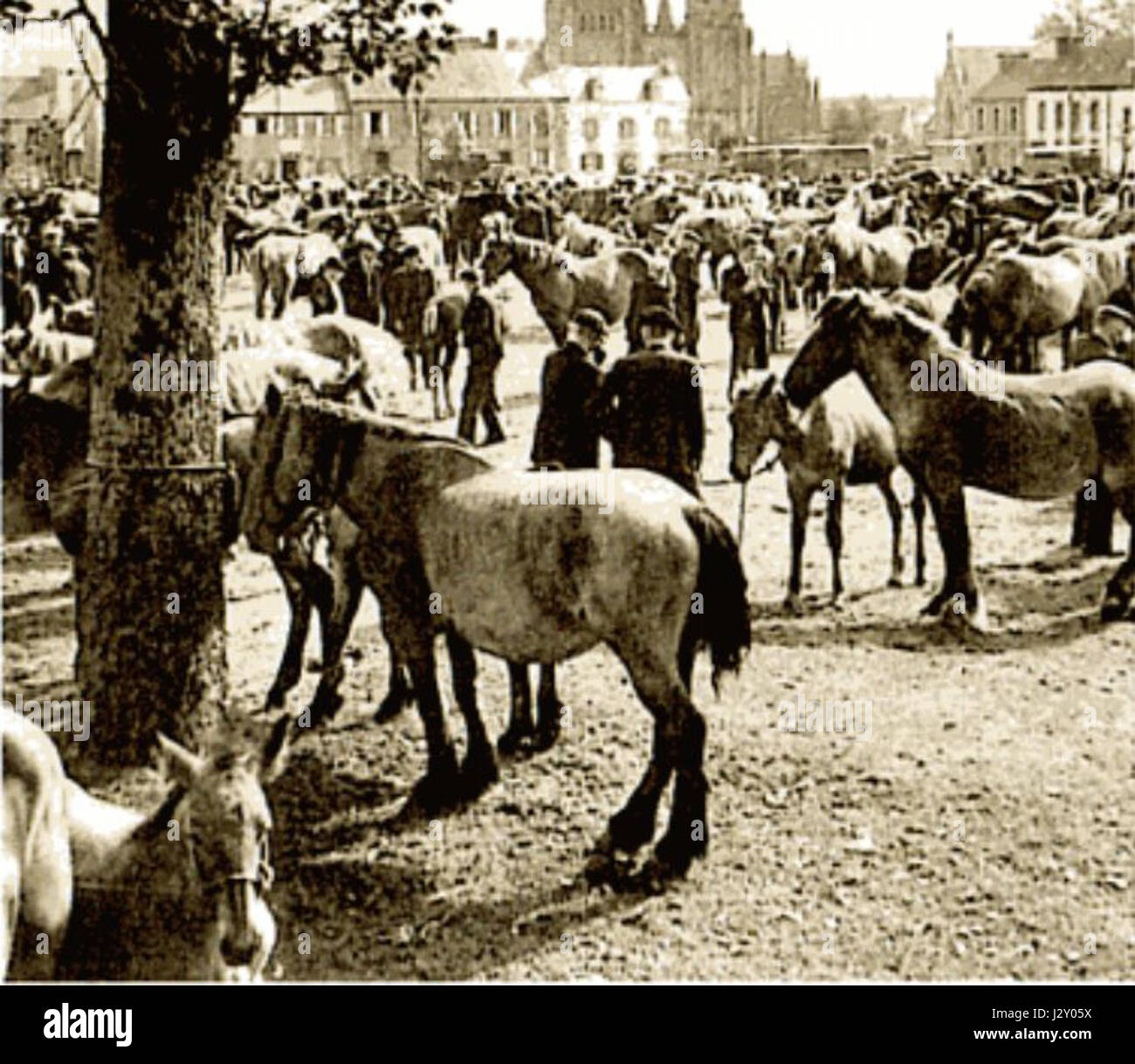 Breton horses hi-res stock photography and images - Alamy