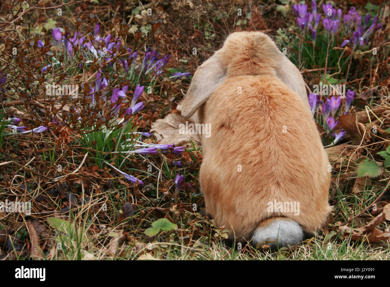 Dwarf rabbits in the garden Stock Photo - Alamy