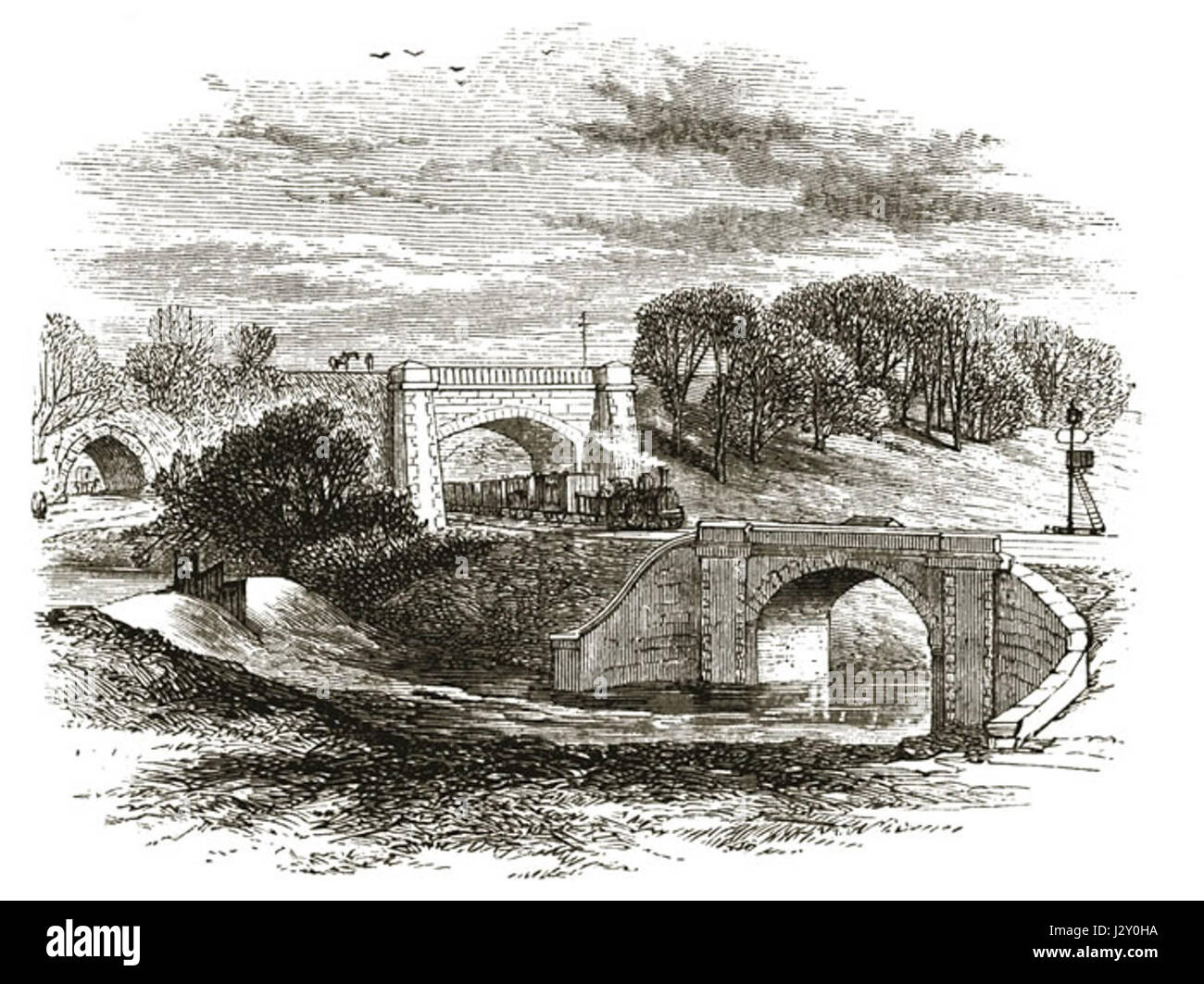 Bull bull Cut Out Stock Images & Pictures - Alamy