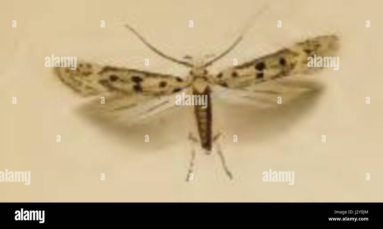 Bryotropha hi-res stock photography and images - Alamy