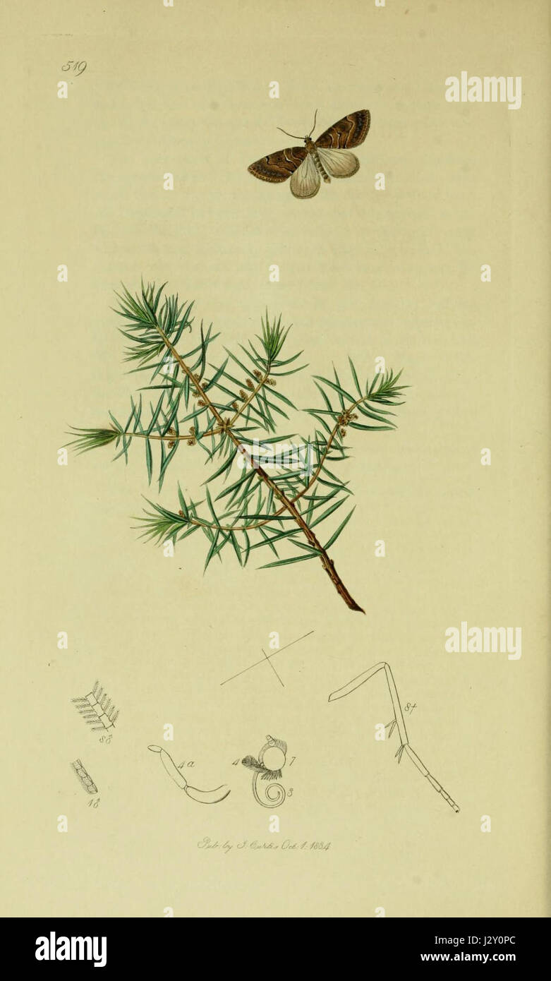 This image features a plate from 'British Entomology' Volume 6 ...