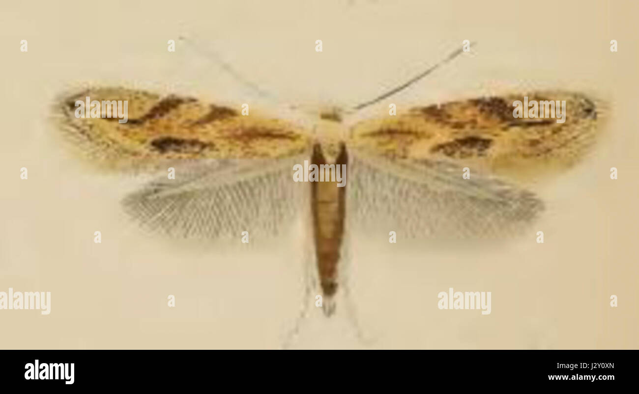 The moth species Bucculatrix bechsteinella, known for its distinctive ...