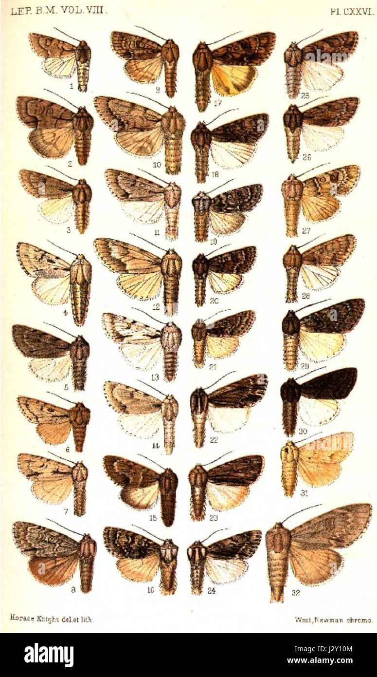 This catalog, identified as BM-PLATE CXXVI, refers to a specific plate ...