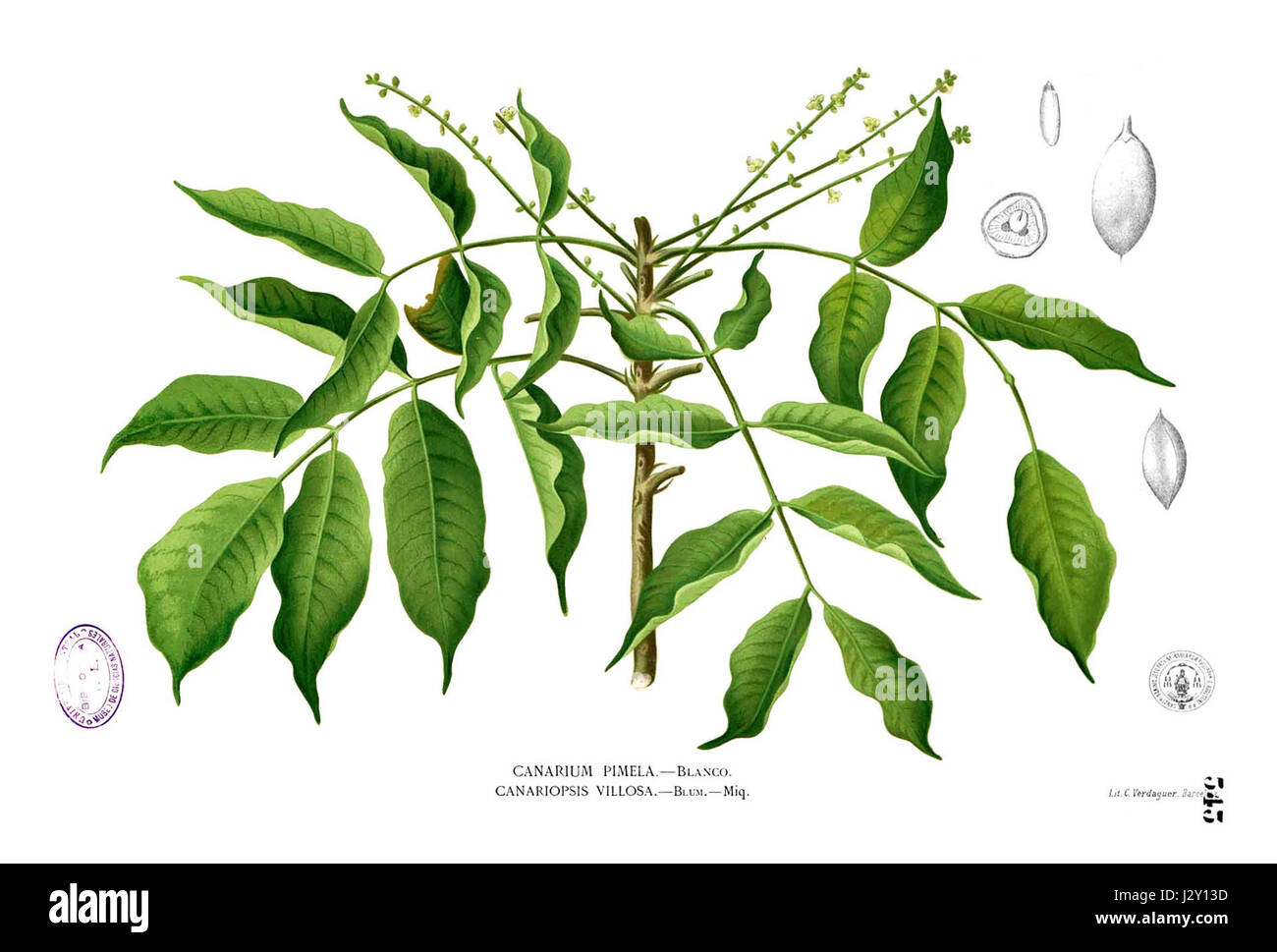 Burseraceae family hi-res stock photography and images - Alamy