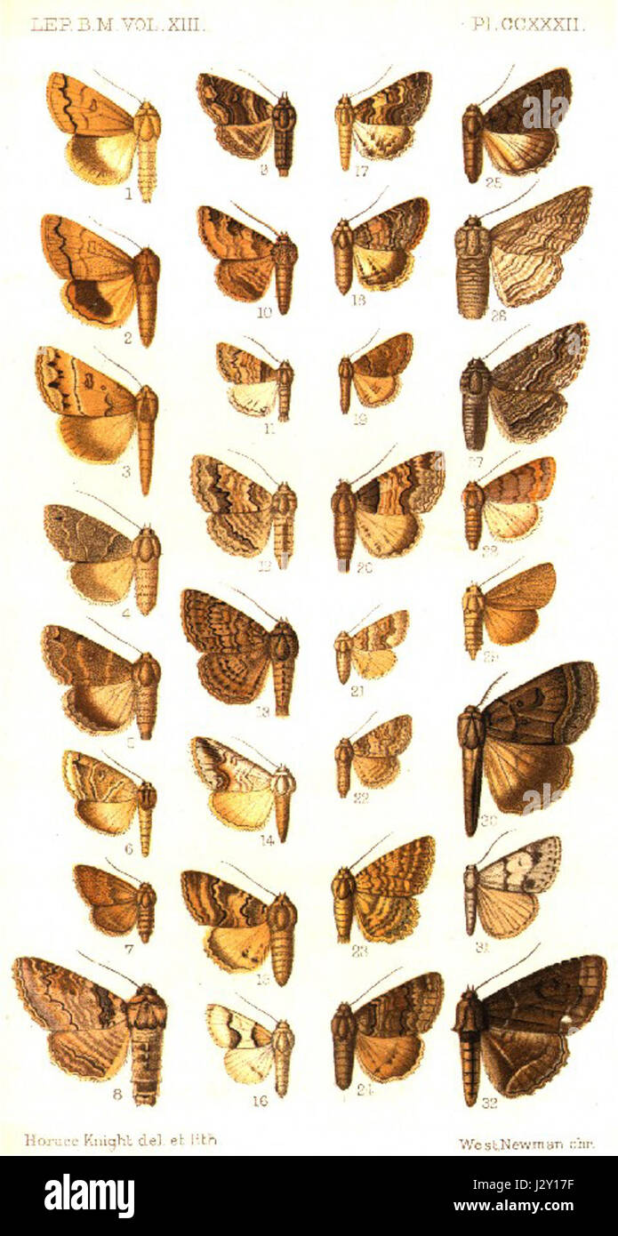 This catalogue plate from the British Museum showcases a detailed ...