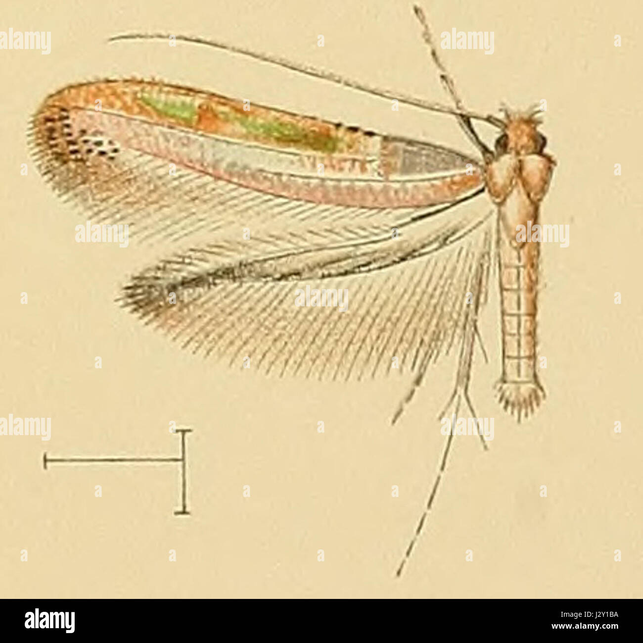 Caloptilia hi-res stock photography and images - Alamy