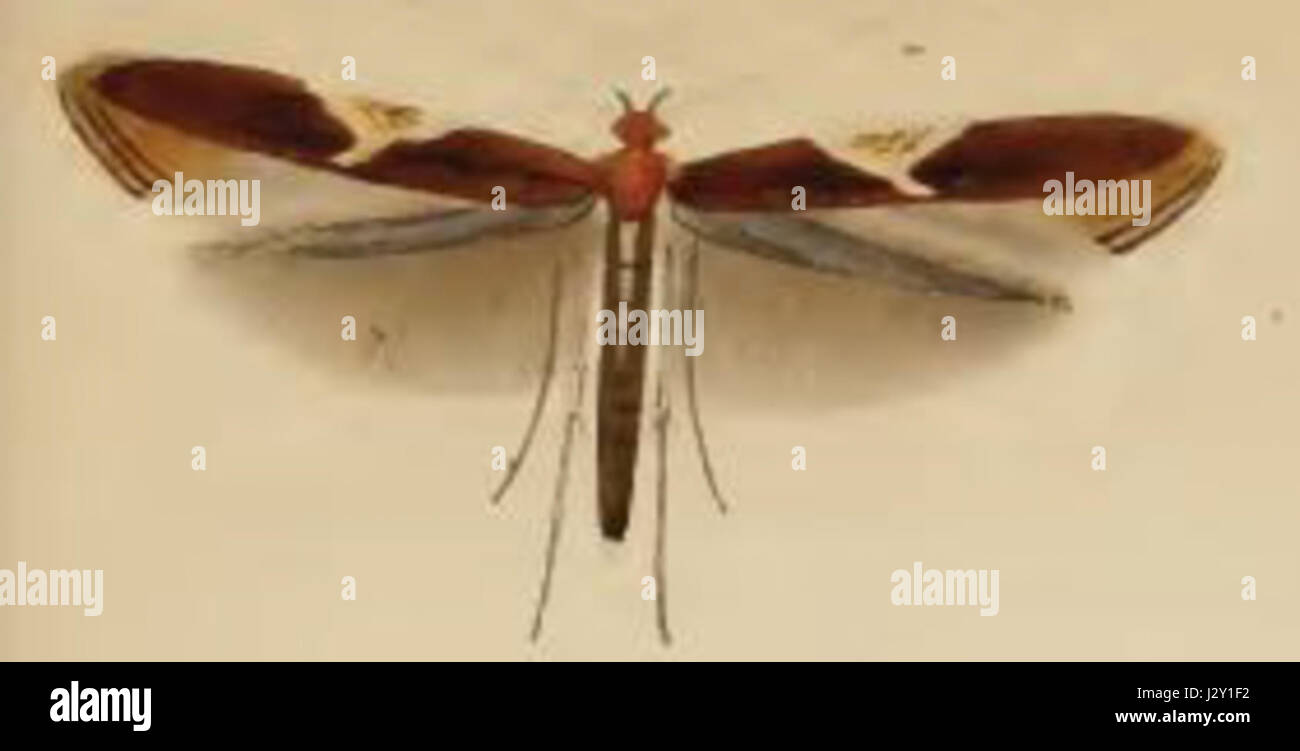 Caloptilia hi-res stock photography and images - Alamy