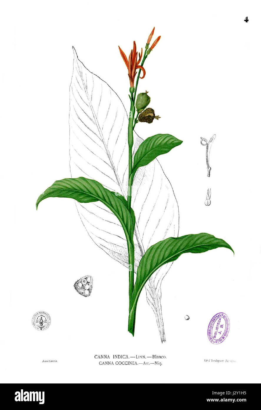 Canna indica, commonly known as Indian canna, is a species of flowering ...