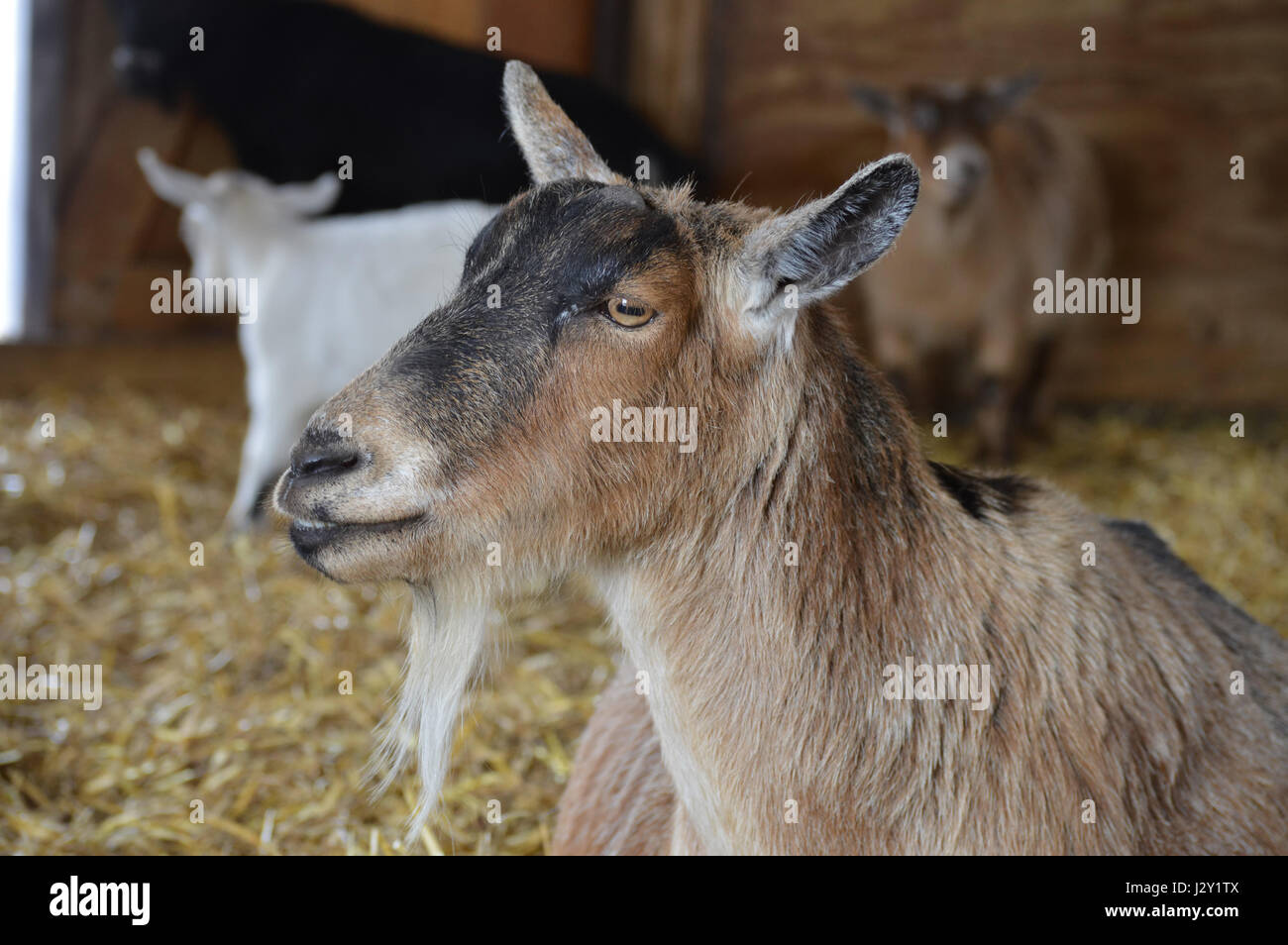 Goat at the farm Stock Photo - Alamy