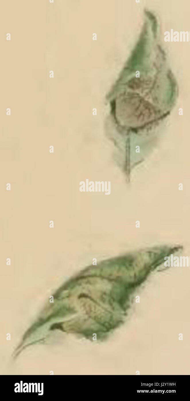 Conical form hi-res stock photography and images - Alamy