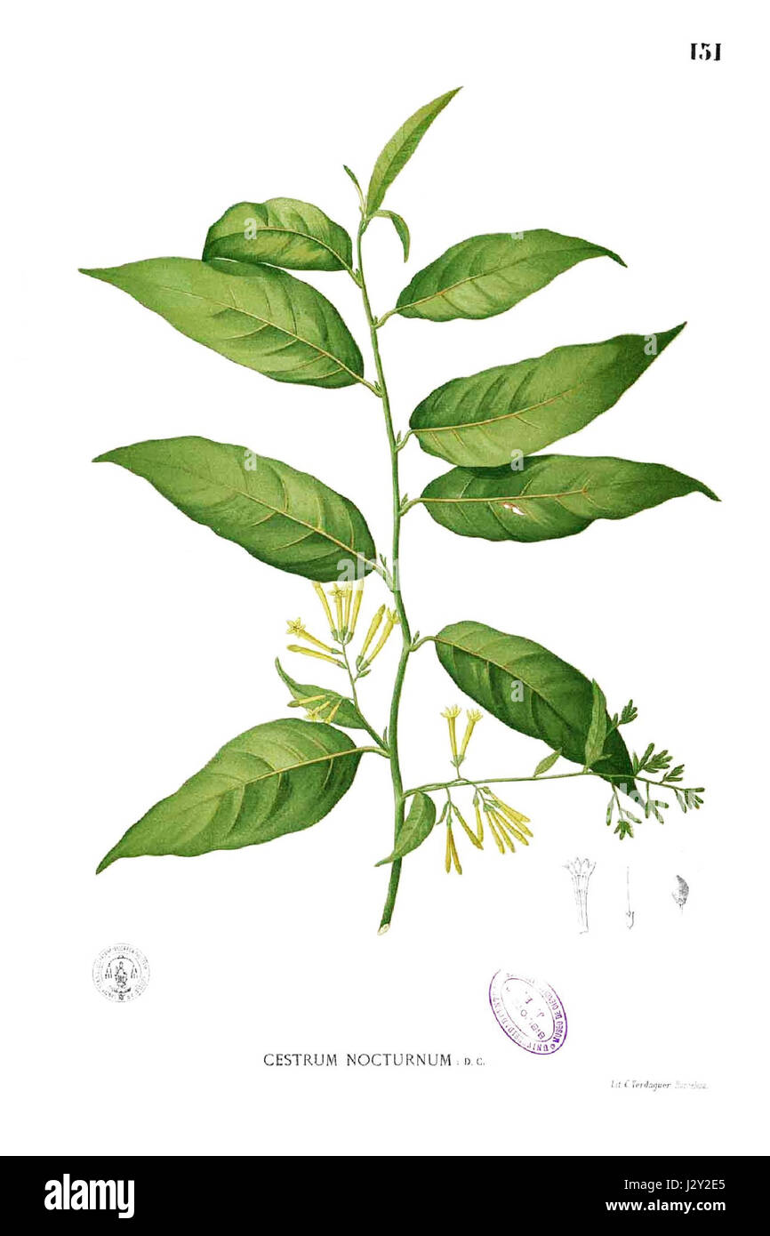 Cestrum nocturnum, also known as night-blooming jasmine, is a fragrant ...