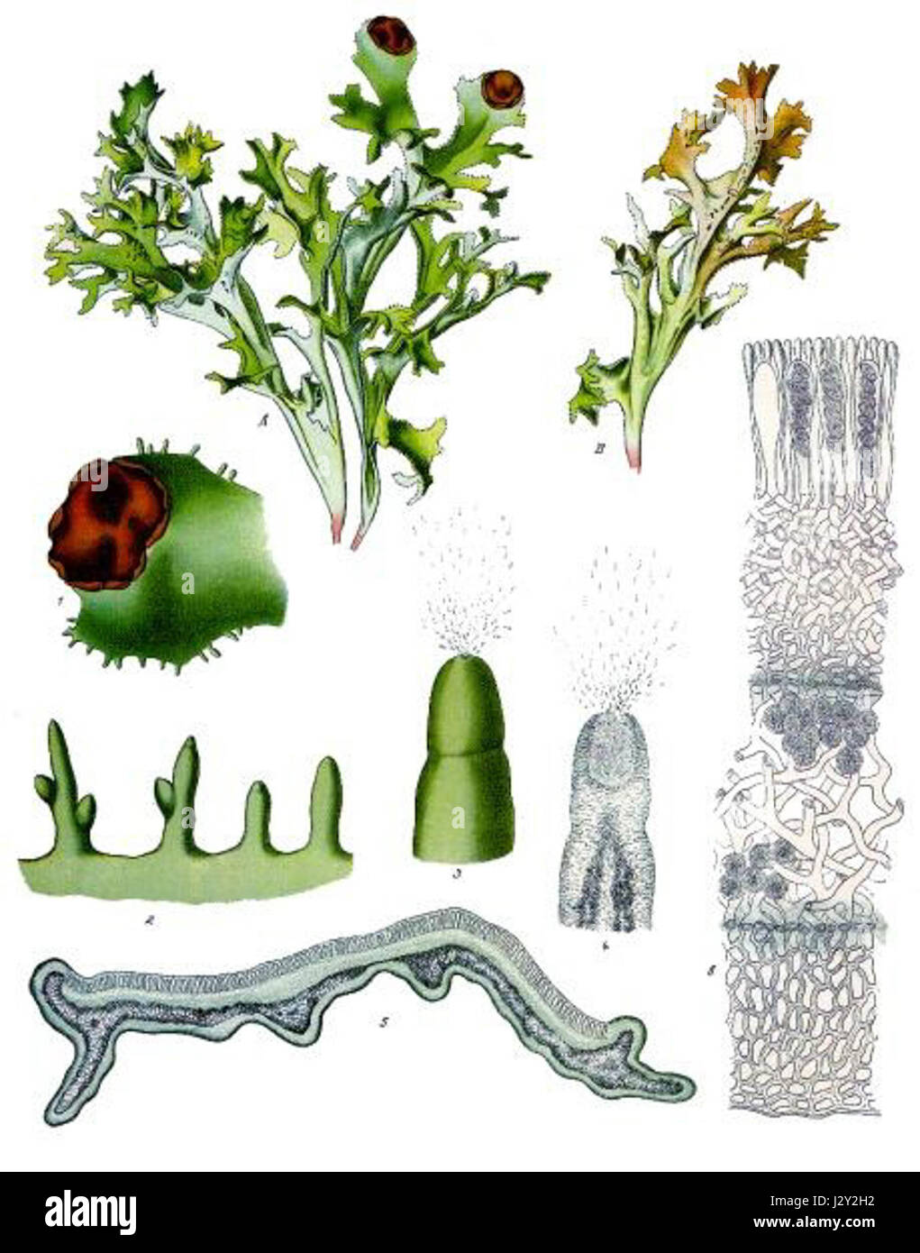 Cetraria islandica, also known as Iceland moss, is a lichen native to ...