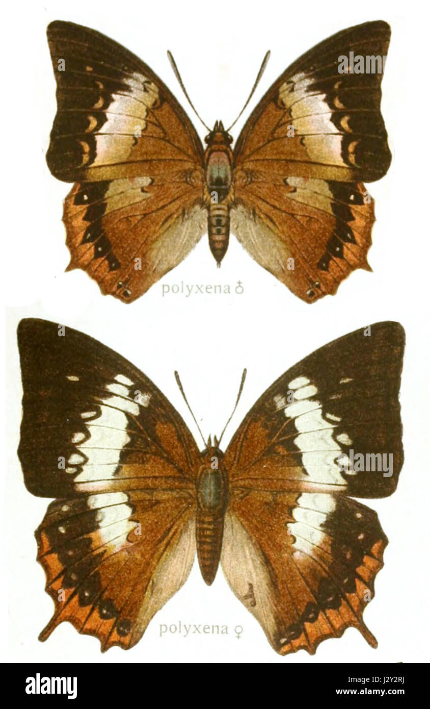 Charaxes polyxena hi-res stock photography and images - Alamy