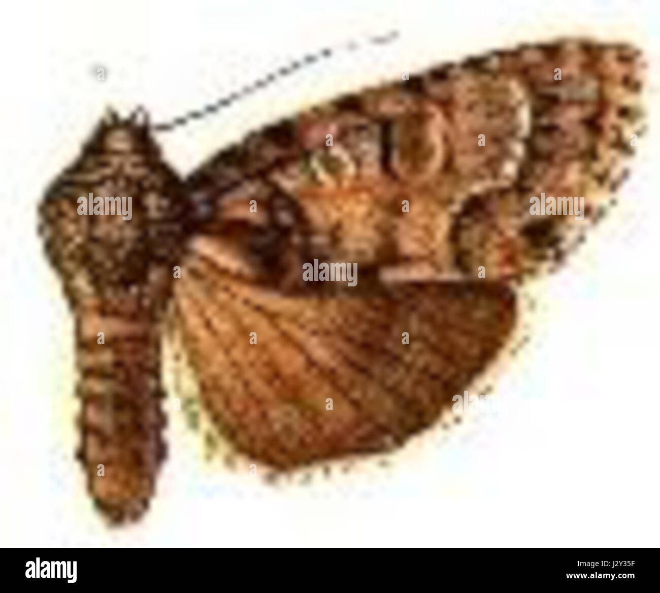 Tussock moth family Cut Out Stock Images & Pictures - Alamy