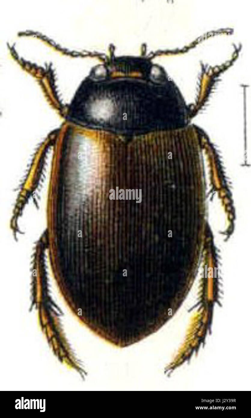 Smaller beetle species hi-res stock photography and images - Alamy