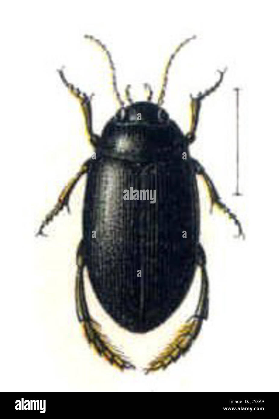 Agabus melanarius is a species of aquatic beetle belonging to the ...