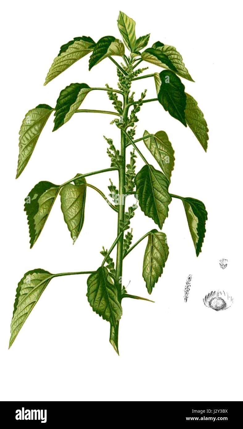 Acalypha indica Blanco2.266-cropped Stock Photo - Alamy