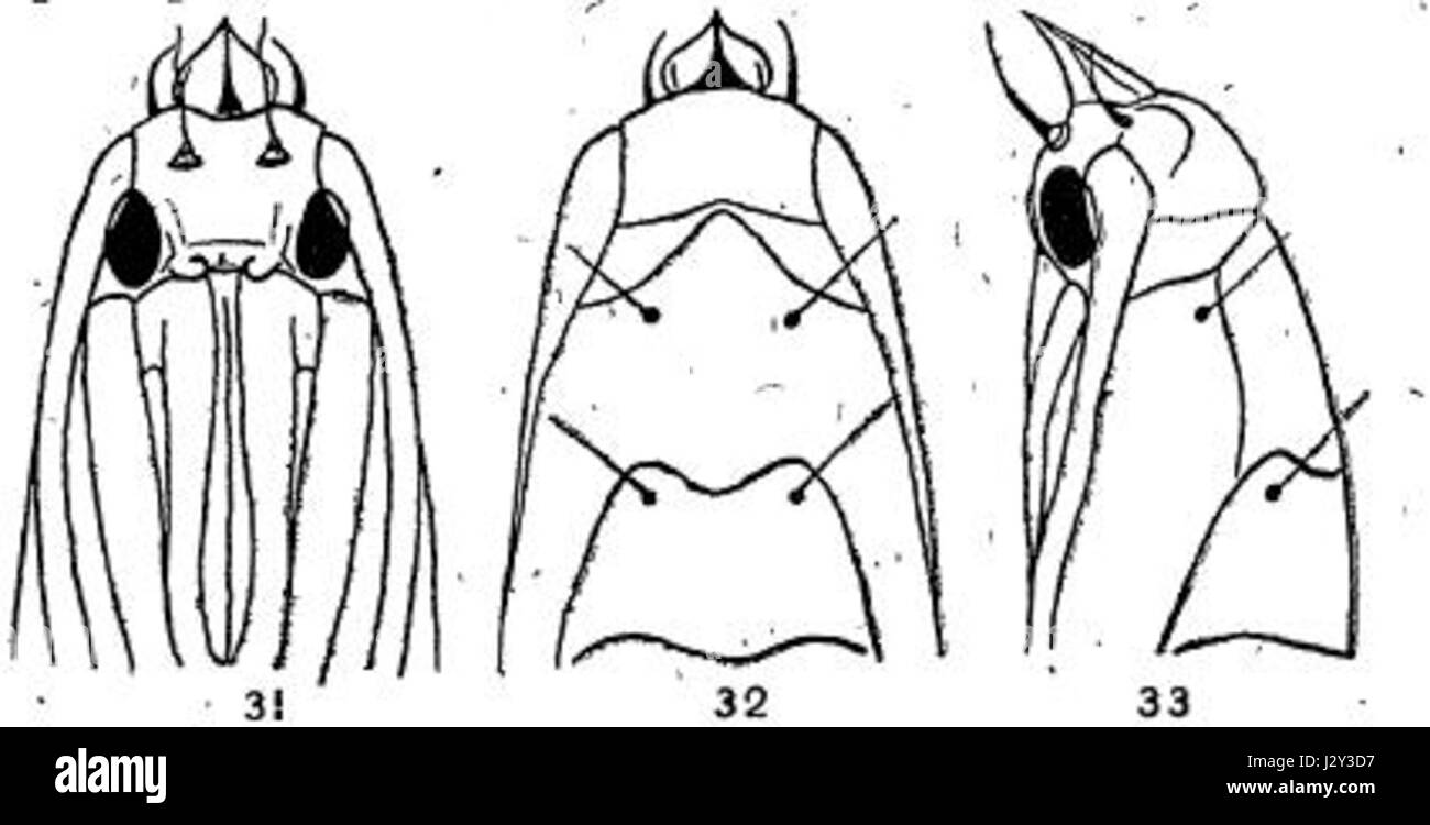 Acrocercops panacivagans is a species of moth in the Gracillariidae ...