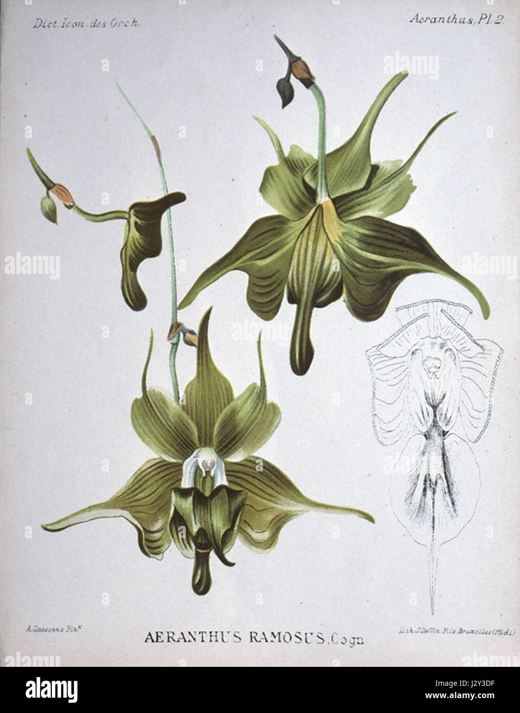 Aeranthes ramosa is a species of orchid known for its unique floral ...