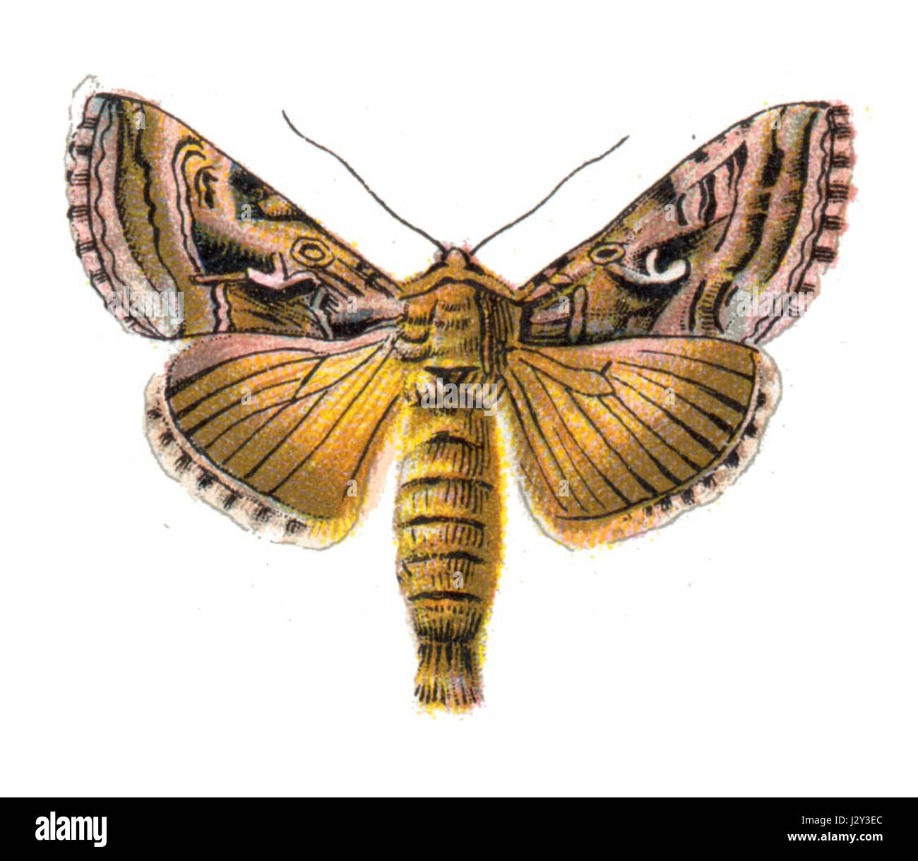 Agrotis ipsilon, commonly known as the black cutworm, is a nocturnal ...