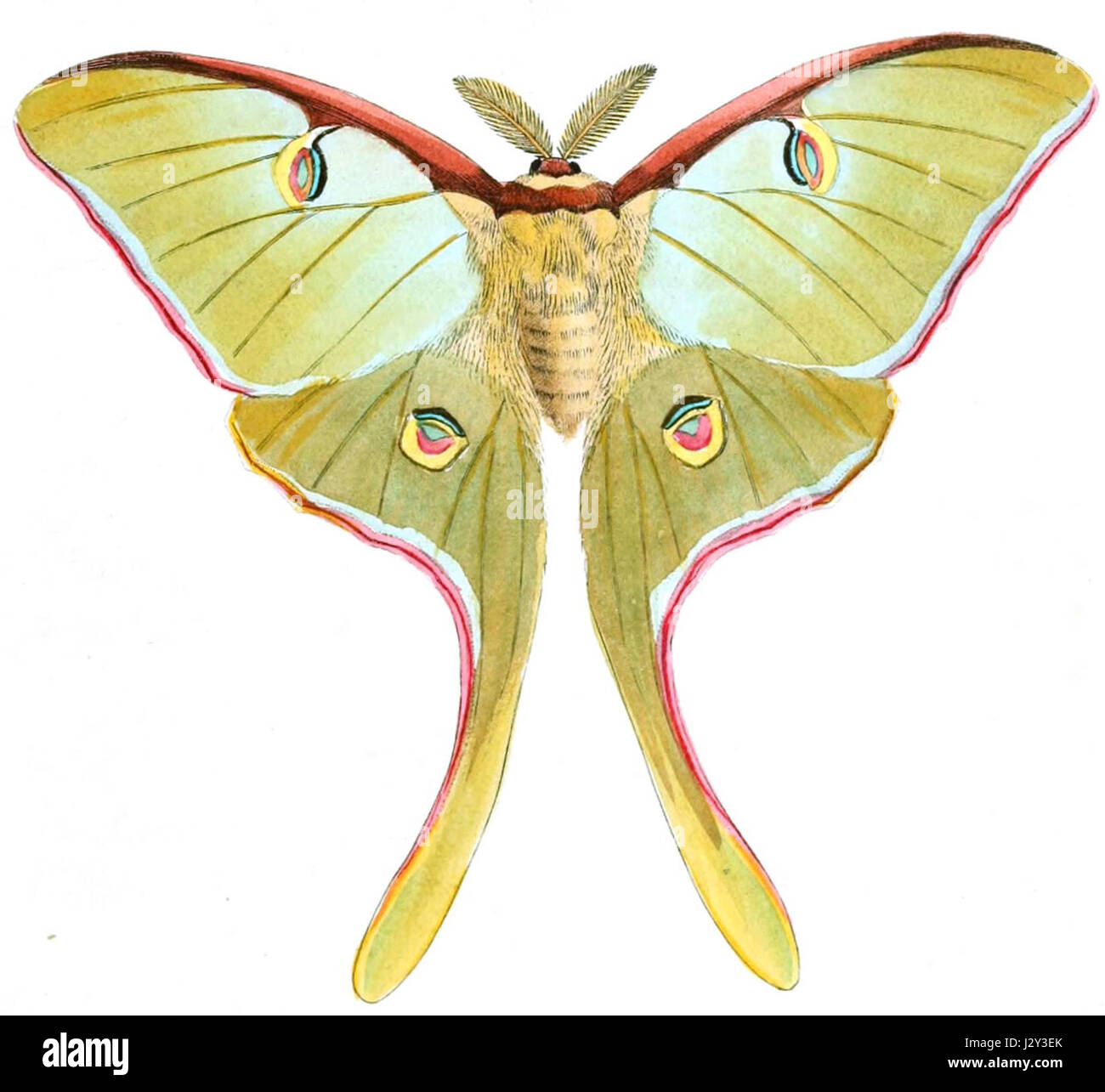 Actias species Cut Out Stock Images & Pictures - Alamy