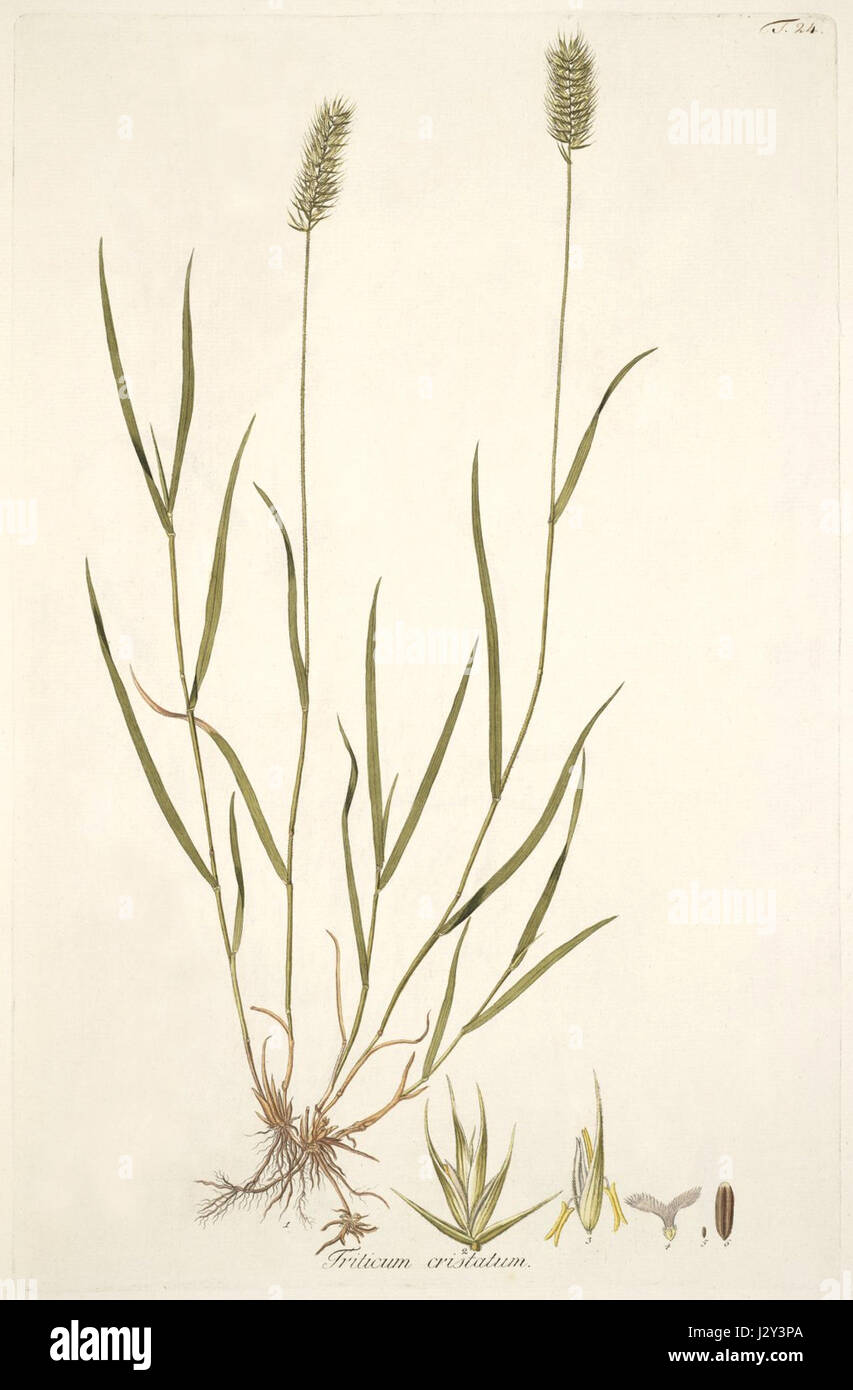 Agropyron cristatum, commonly known as crested wheatgrass, is a plant ...